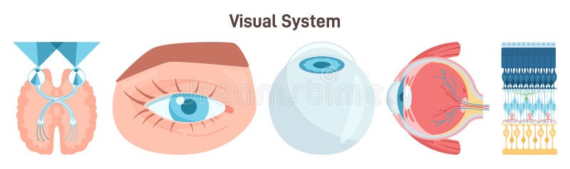 Human Vision System. Eyeball Anatomy, Visual Organ Systems Stock Vector ...