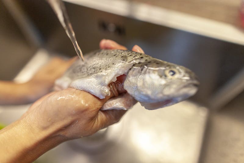 Human Washes a Fresh Fish Under Water Stock Photo - Image of eating ...