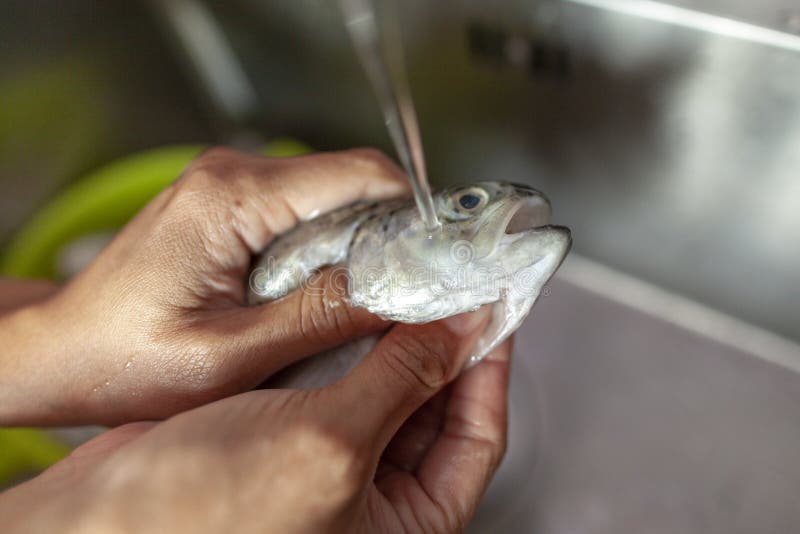 Human Washes a Fresh Fish Under Water Stock Image - Image of freshness ...