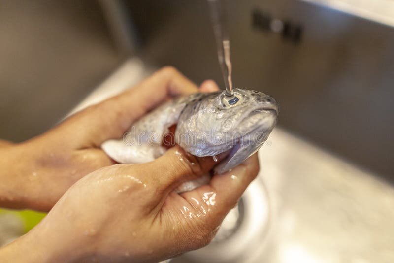 Human Washes a Fresh Fish Under Water Stock Image - Image of package ...