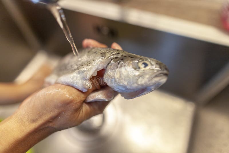 Human Washes a Fresh Fish Under Water Stock Photo - Image of human ...