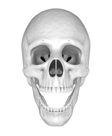 Human White Scull. 3D Illustration Stock Illustration - Illustration of ...