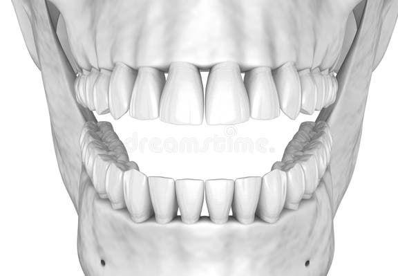 Human White Scull. 3D Illustration Stock Illustration - Illustration of ...