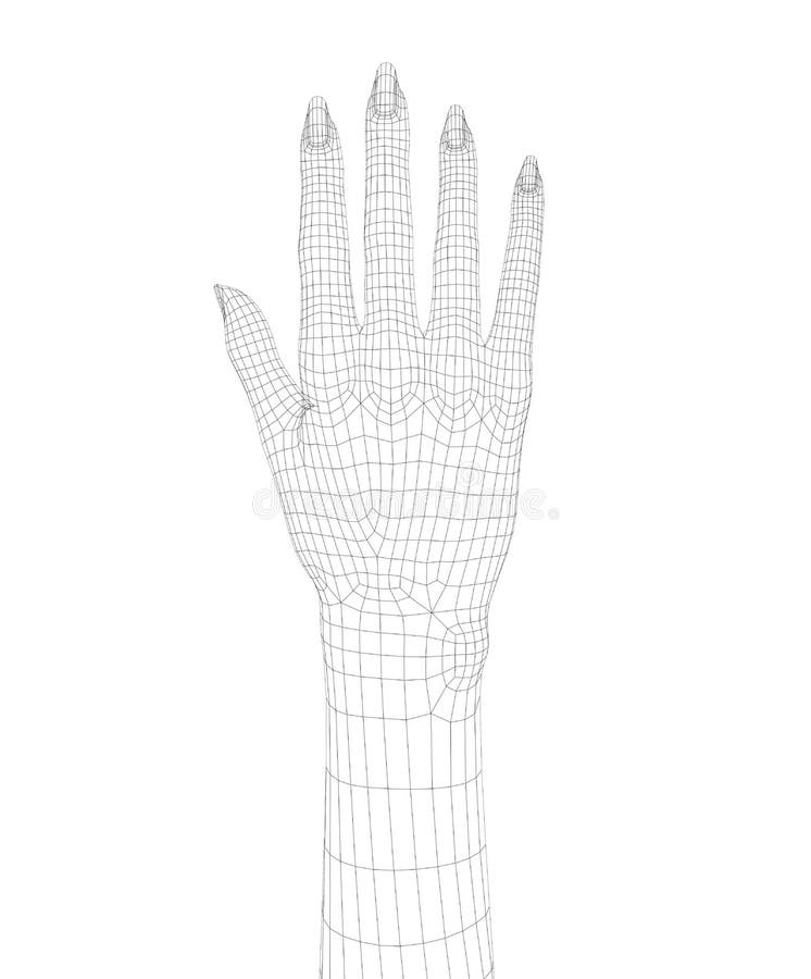 Human. Wireframe Model with Connection Lines on White Background Stock ...