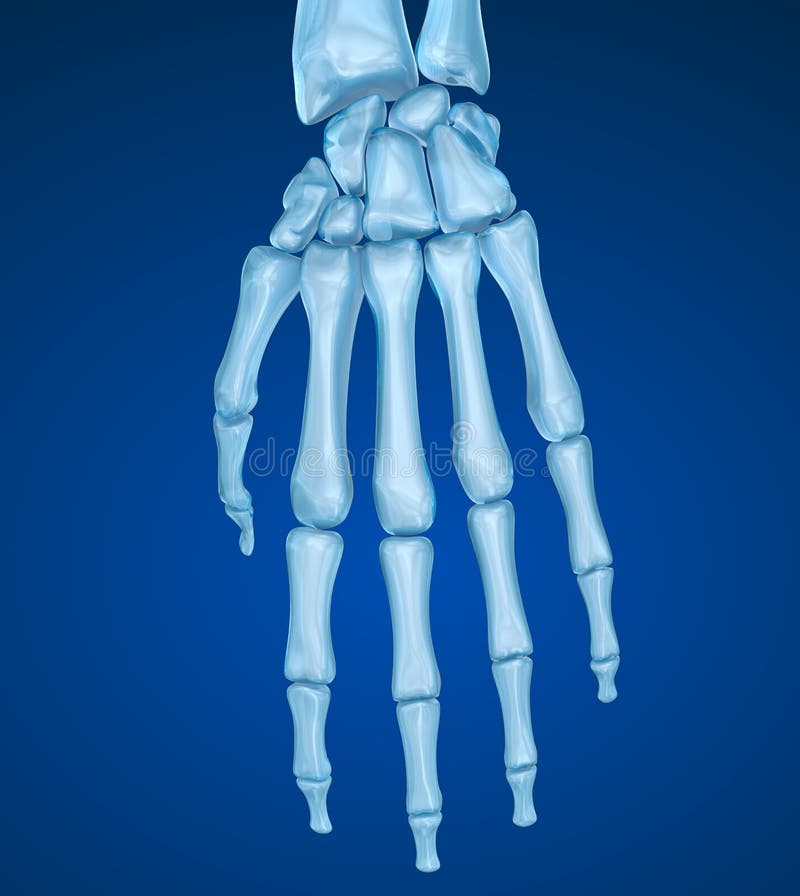 Human Wrist Anatomy. Medically Accurate Illustration Stock Illustration ...