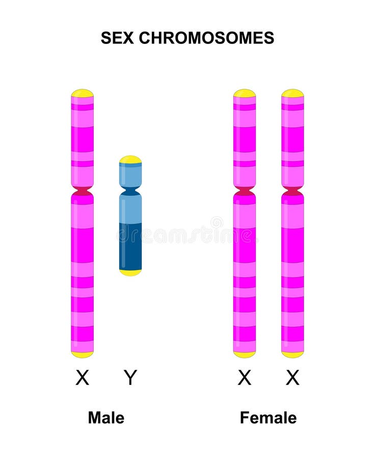 Human Sex Chromosomes (X and Y). Stock Vector - Illustration of mother ...