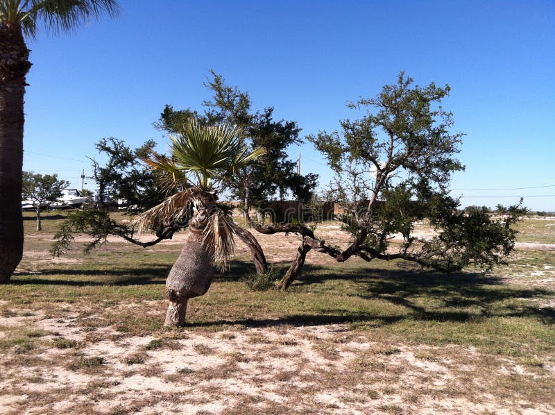 Humanoid Tree in West Texas Stock Photo - Image of tree, west: 71377016