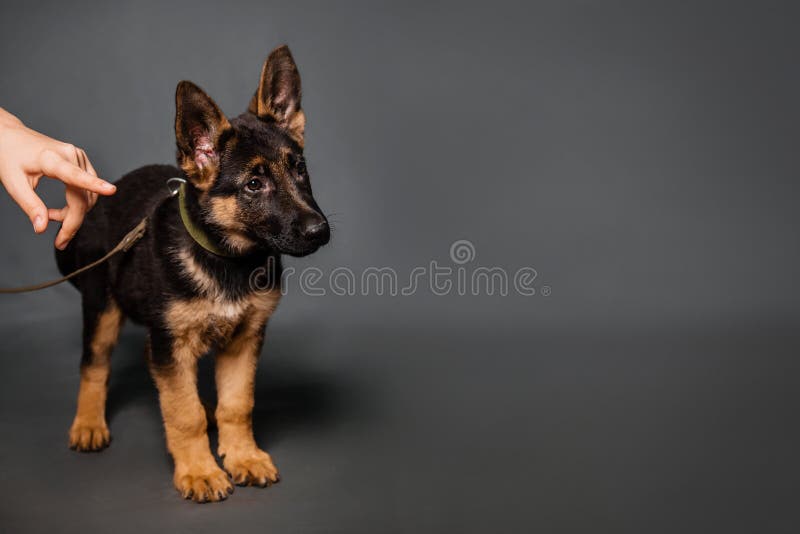 A Humans Hand Indicates Where To Look German Shepherd Puppy Stock Photo ...