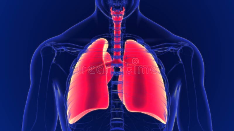 3D Rendering of Human Respiratory System Anatomy Lungs Stock Video ...