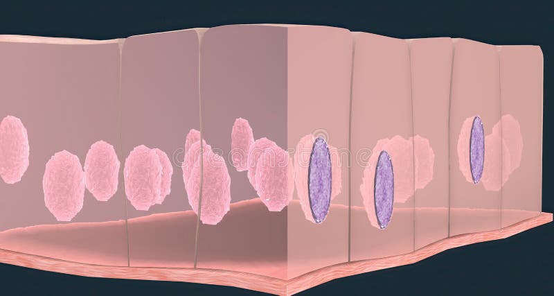 In Humans, Simple Columnar Epithelium Lines Most Organs of the ...