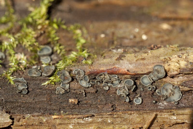 Humaria hemisphaerica stock photo. Image of moss, little - 36074966
