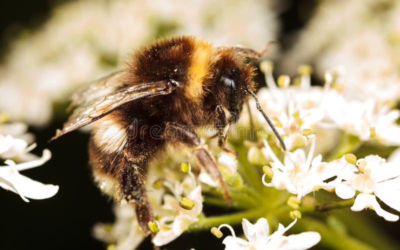 The Humble Bumble Bee stock image. Image of humblebee - 96734175