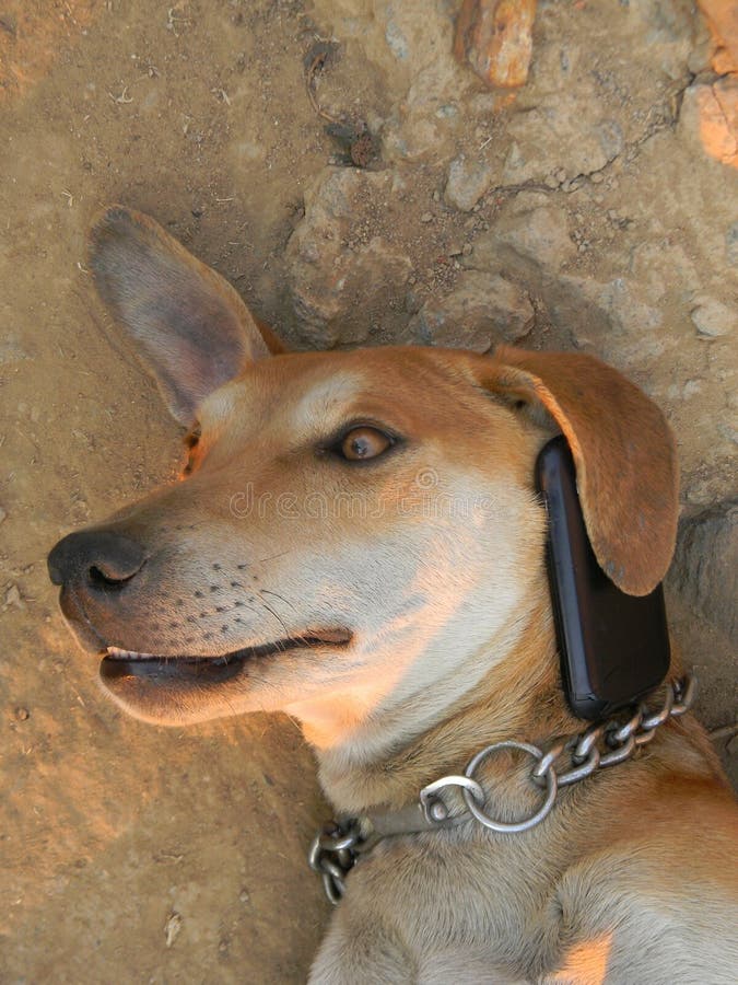 Humble Dog on Cellphone stock image. Image of plateaus - 151690229