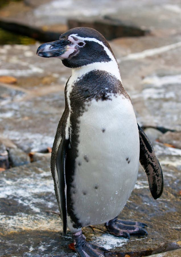 Humboldt Penguin stock image. Image of aquatic, marine - 8089029