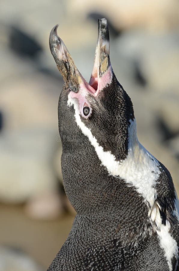 Humboldt Penguin Calling stock photo. Image of humboldt - 22341478