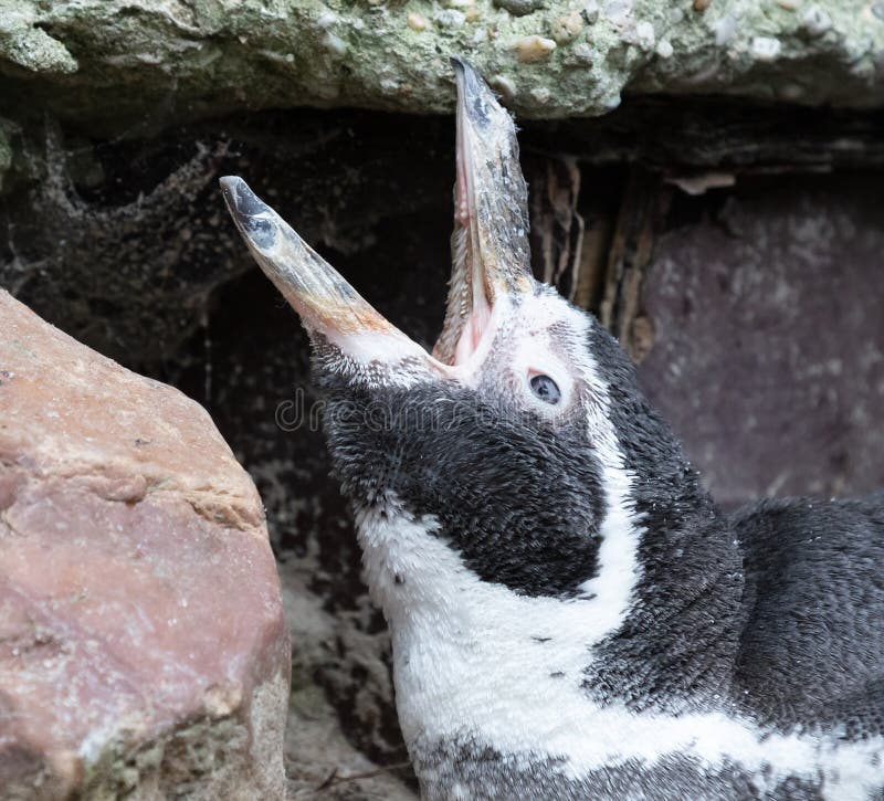 Humboldt penguin calling stock image. Image of open - 162937527