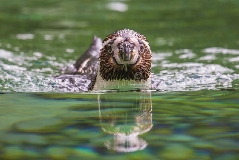 Front Facing Penguin Stock Photos - Free & Royalty-Free Stock Photos ...
