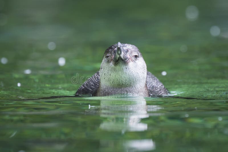 Humboldt Penguin Front View Stock Photo - Image of humor, humboldt ...