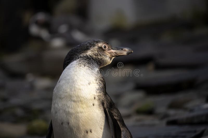 Curious Penguin and Snorkeler Stock Image - Image of tropic, swimming ...