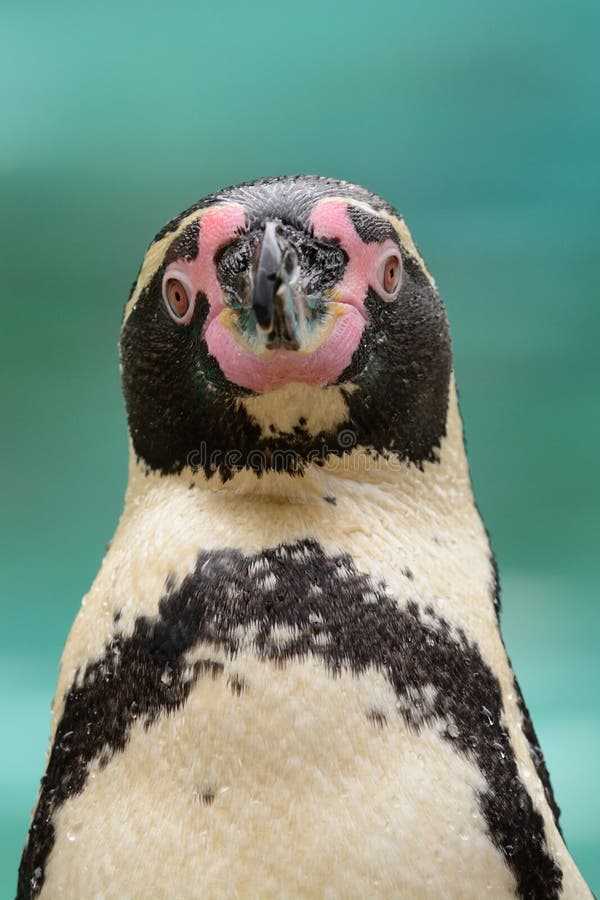Humboldt penguin squawking stock image. Image of penguin - 93126545