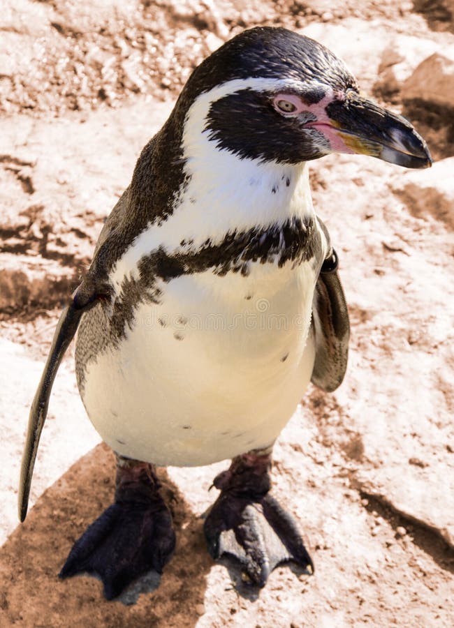 Humboldt Penguin Looking in the Camera Stock Photo - Image of beautiful ...
