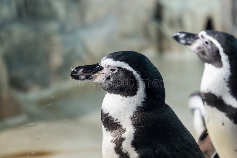 Humboldt Penguin, Peruvian Penguin Stock Photo - Image of animal ...