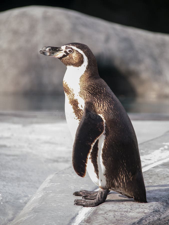 Humboldt penguin stock image. Image of animal, metaphor - 39716243