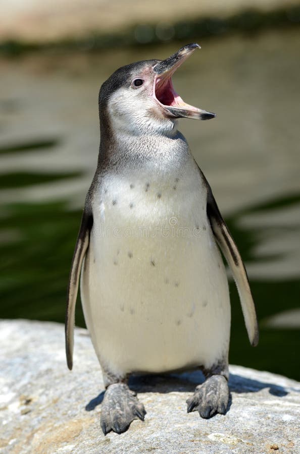 The Humboldt Penguin stock photo. Image of wilderness - 71138298