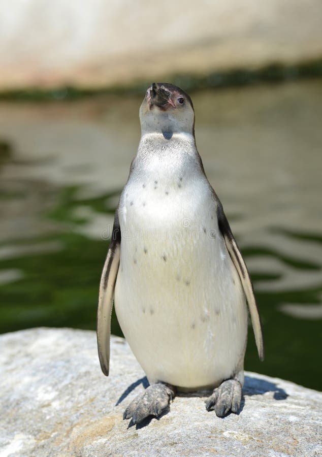 The Humboldt Penguin stock photo. Image of bird, penguin - 72230254