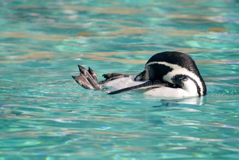 Floating penguin stock photo. Image of animal, alone - 173863724