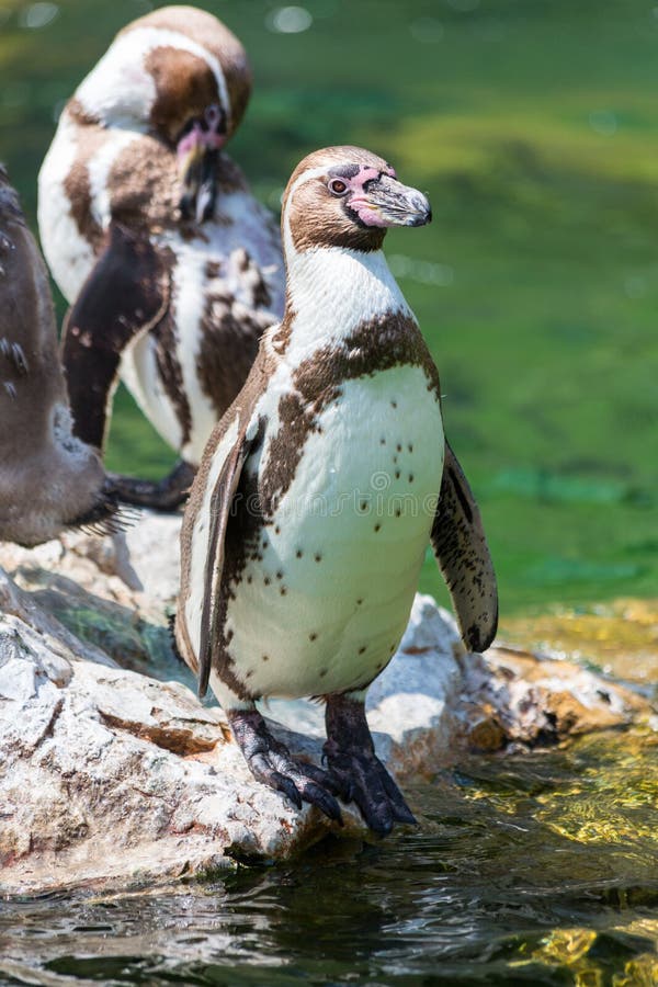 Penguin Stand on the Gorund a Zoo Stock Photo - Image of antarctic ...