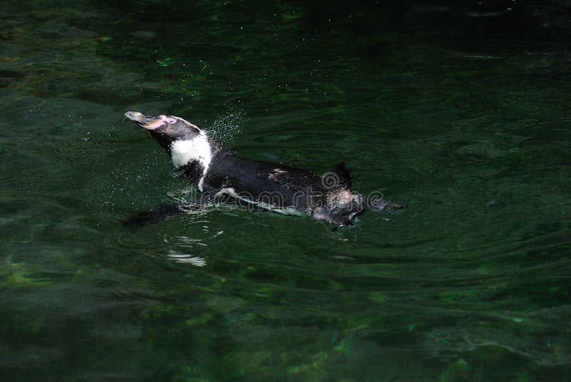 Humboldt Penguin Swimming in the Lake Stock Photo - Image of bird, wild ...