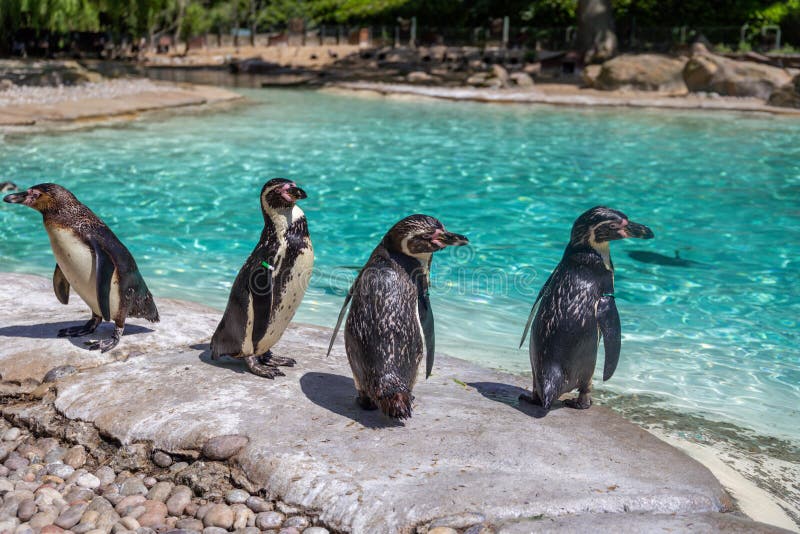 Penguins in the Pool Safari in the Fasano Zoo Apulia Italy Stock Image ...