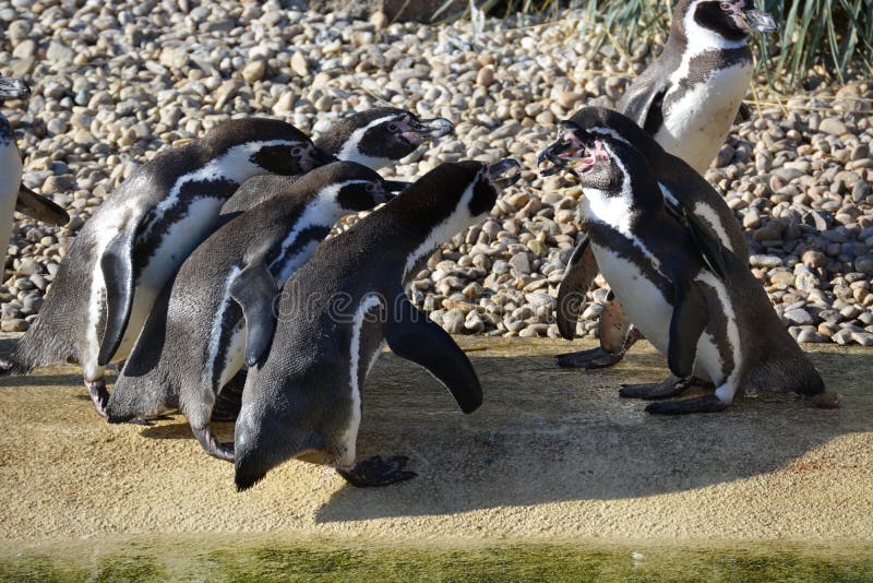 Humboldt penguins stock image. Image of party, groups - 62028745