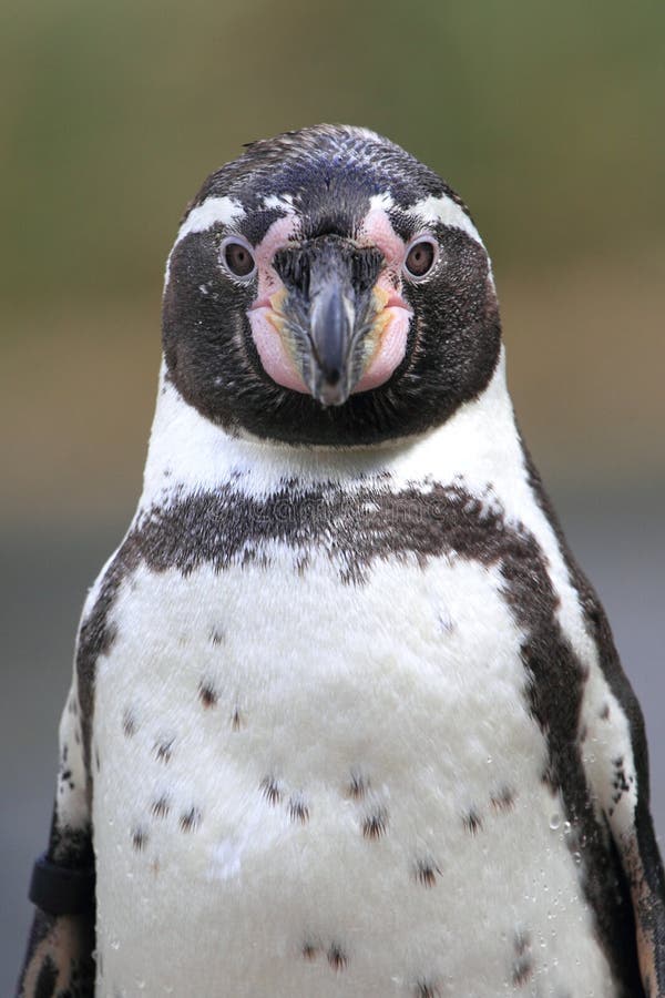 Humboldt pingvin fotografering för bildbyråer. Bild av prat - 30970157