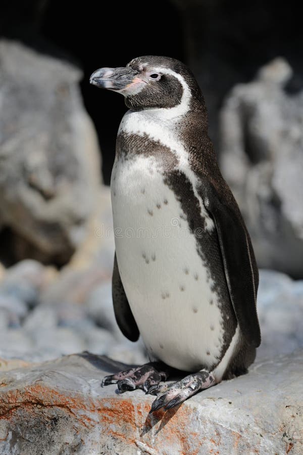 Humboldt Pingvin (Spheniscushumboldtien) Arkivfoto - Bild av afrikansk ...