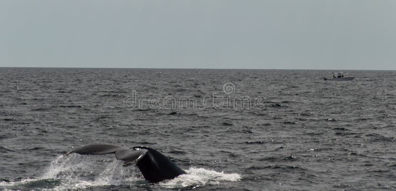Cape Cod, Whale Diving in the Sea Stock Photo - Image of play, life ...