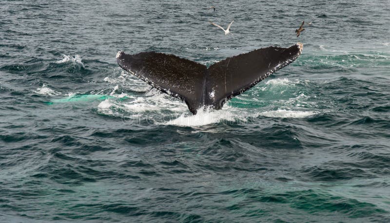 Cape Cod, Whale Diving in the Sea Stock Image - Image of black, port ...