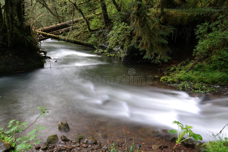 Humbug creek stock image. Image of exposure, oregon, trees - 51115105