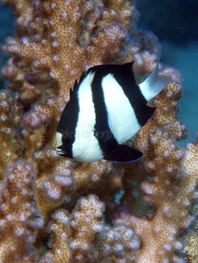 Humbug damsel fish stock image. Image of predator, fish - 12947521