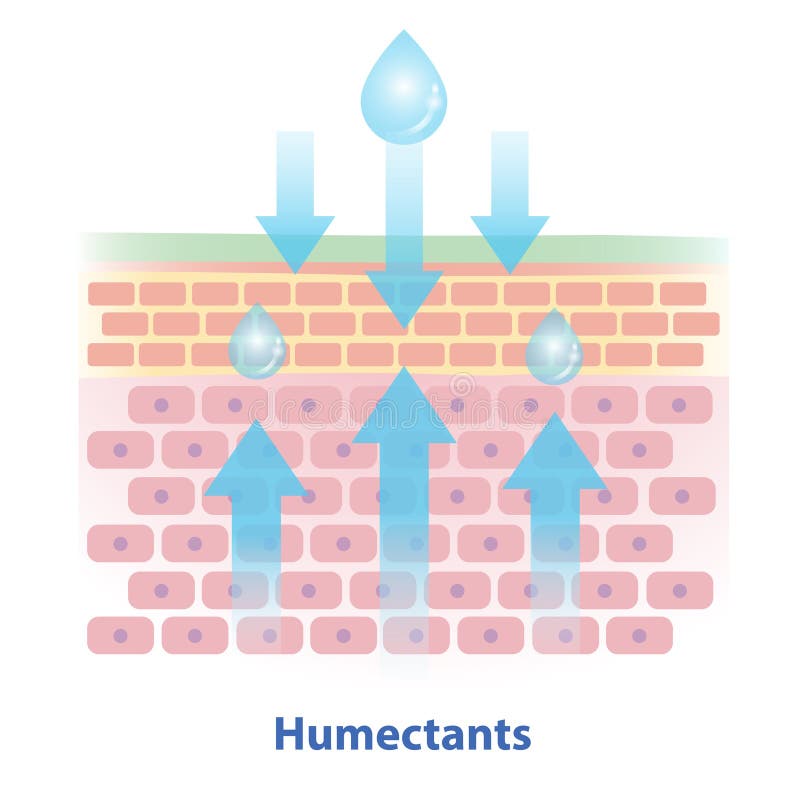 Humectants, Type of Moisturizer Vector Illustration on White Background ...