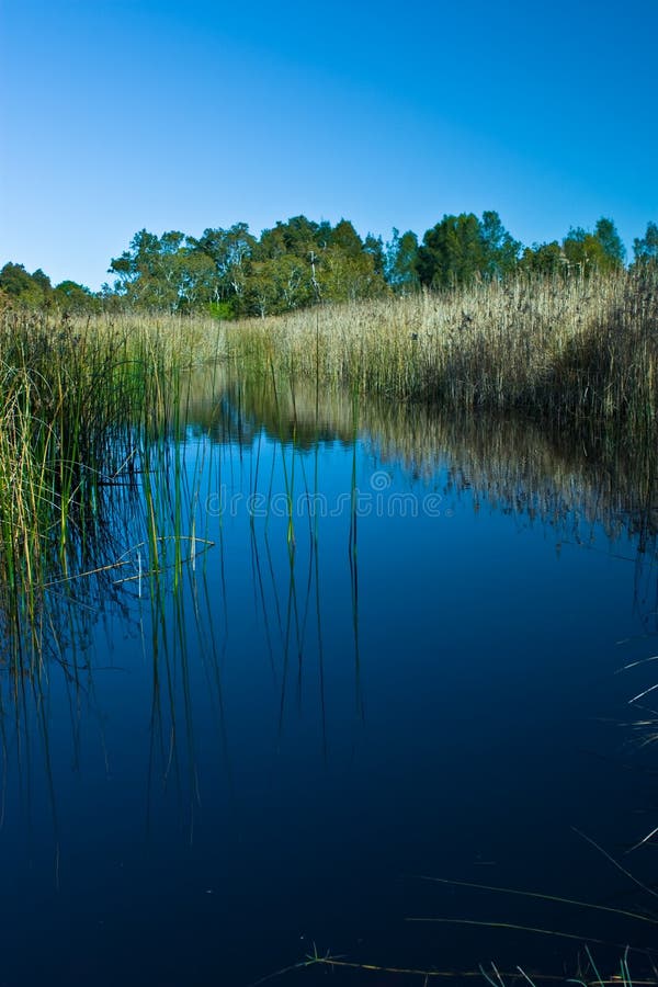 Humedal foto de archivo. Imagen de cielo, agua, humedal - 13134878