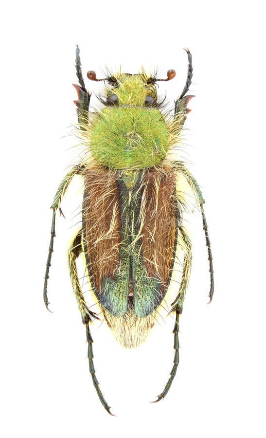 Humeralis de Pygopleurus imagen de archivo. Imagen de invertebrado ...