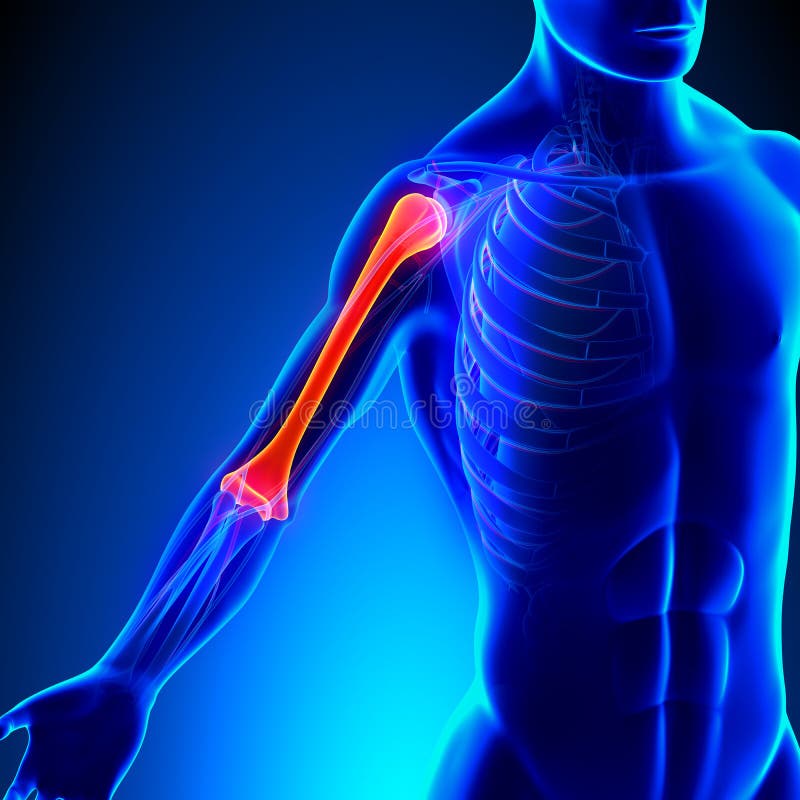 Humerus Anatomy with Circulatory System Stock Illustration ...