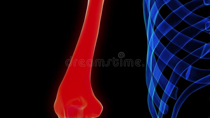 Humerus Bone Anatomy for Medical Concept 3D Rendering Stock Footage ...