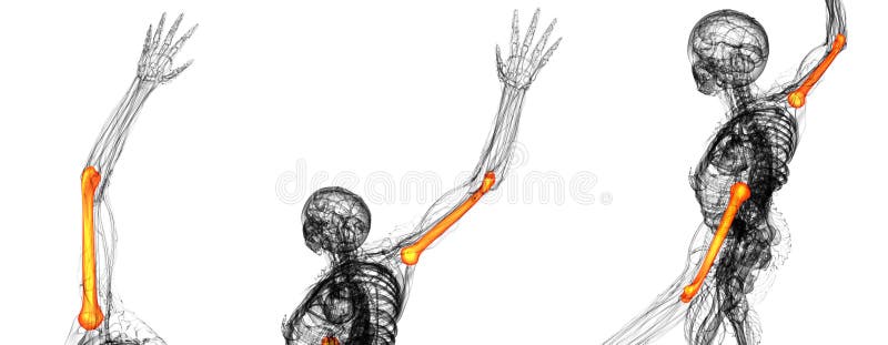 Humerus Bone Page Coloring Pages