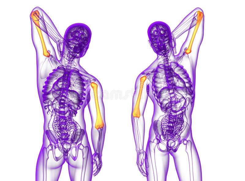 Humerus bone stock illustration. Illustration of blue - 88548988