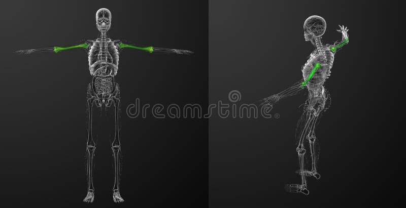 Humerus bone stock illustration. Illustration of biology - 88549572