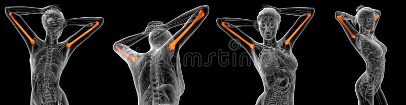 Humerus bone stock illustration. Illustration of humerus - 88889179