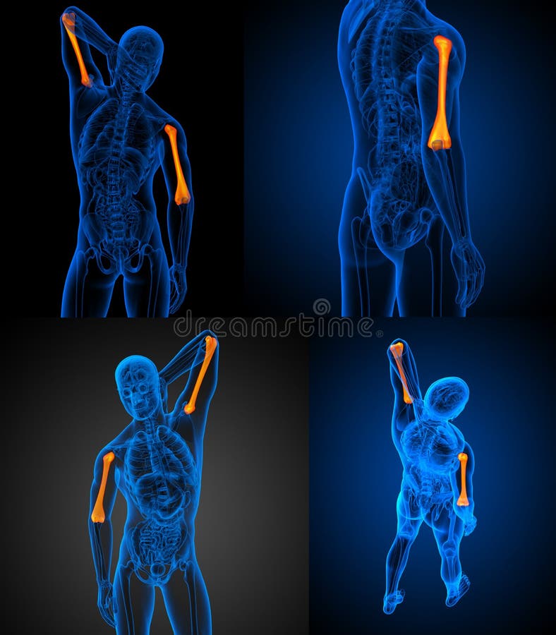 Humerus bone stock illustration. Illustration of bone - 88889344